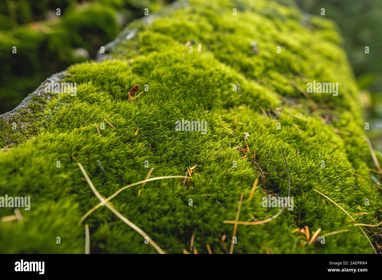 Wet stone in the forest covered with green moss. Bright wildlife colors ...