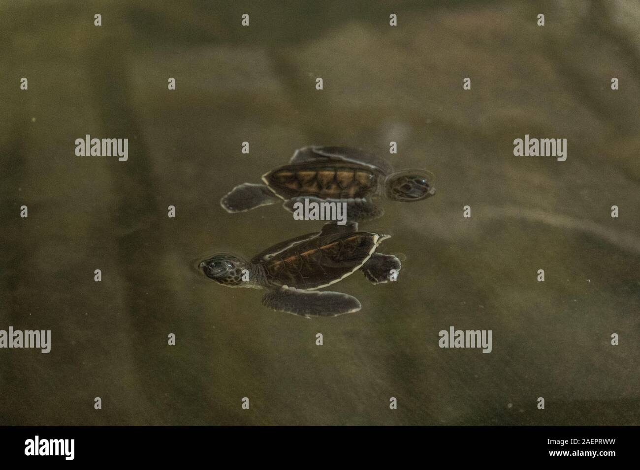 The newly born little turtle in swimming pool Stock Photo - Alamy