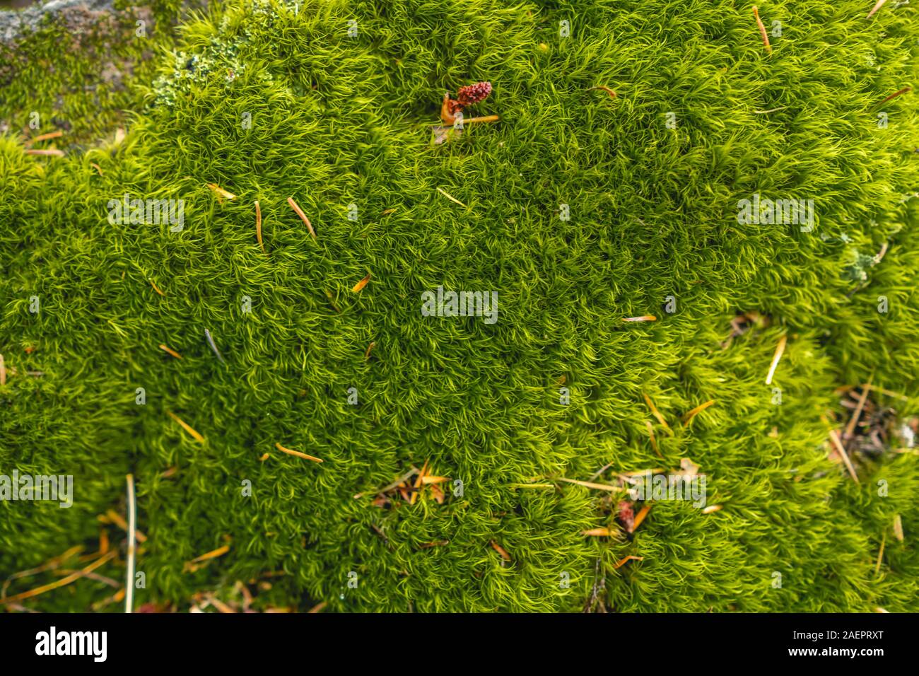 Wet stone in the forest covered with green moss. Bright wildlife colors ...
