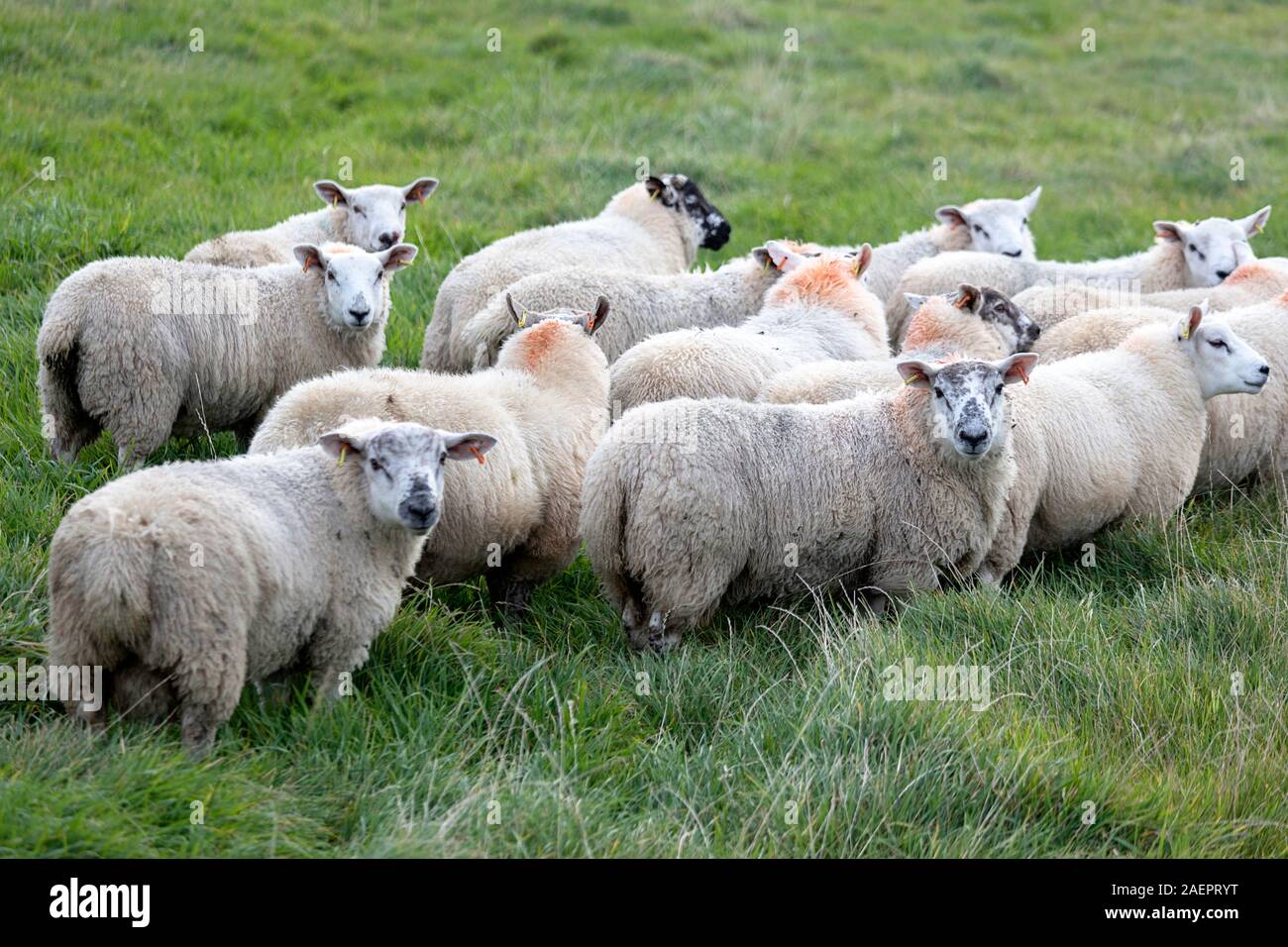 European sheep breeds hi-res stock photography and images - Alamy