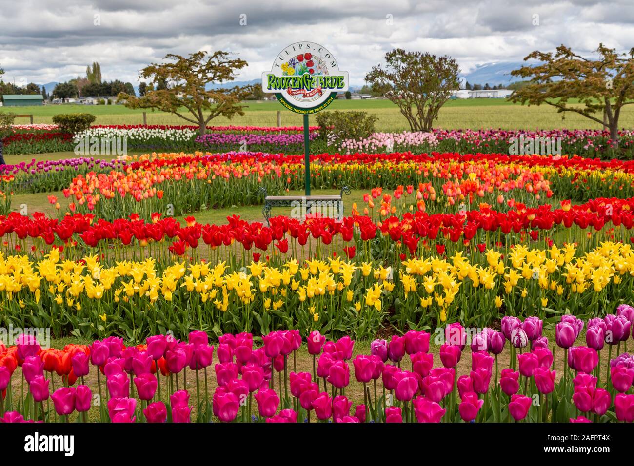Tulip gardens at the Roozengaarde display Gardens near Mount Vernon ...