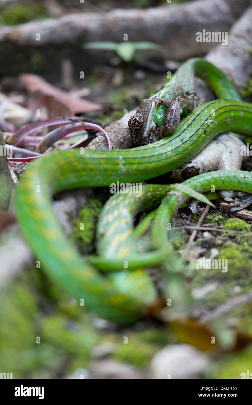 Parrot snake leptophis ahaetulla hi-res stock photography and images ...