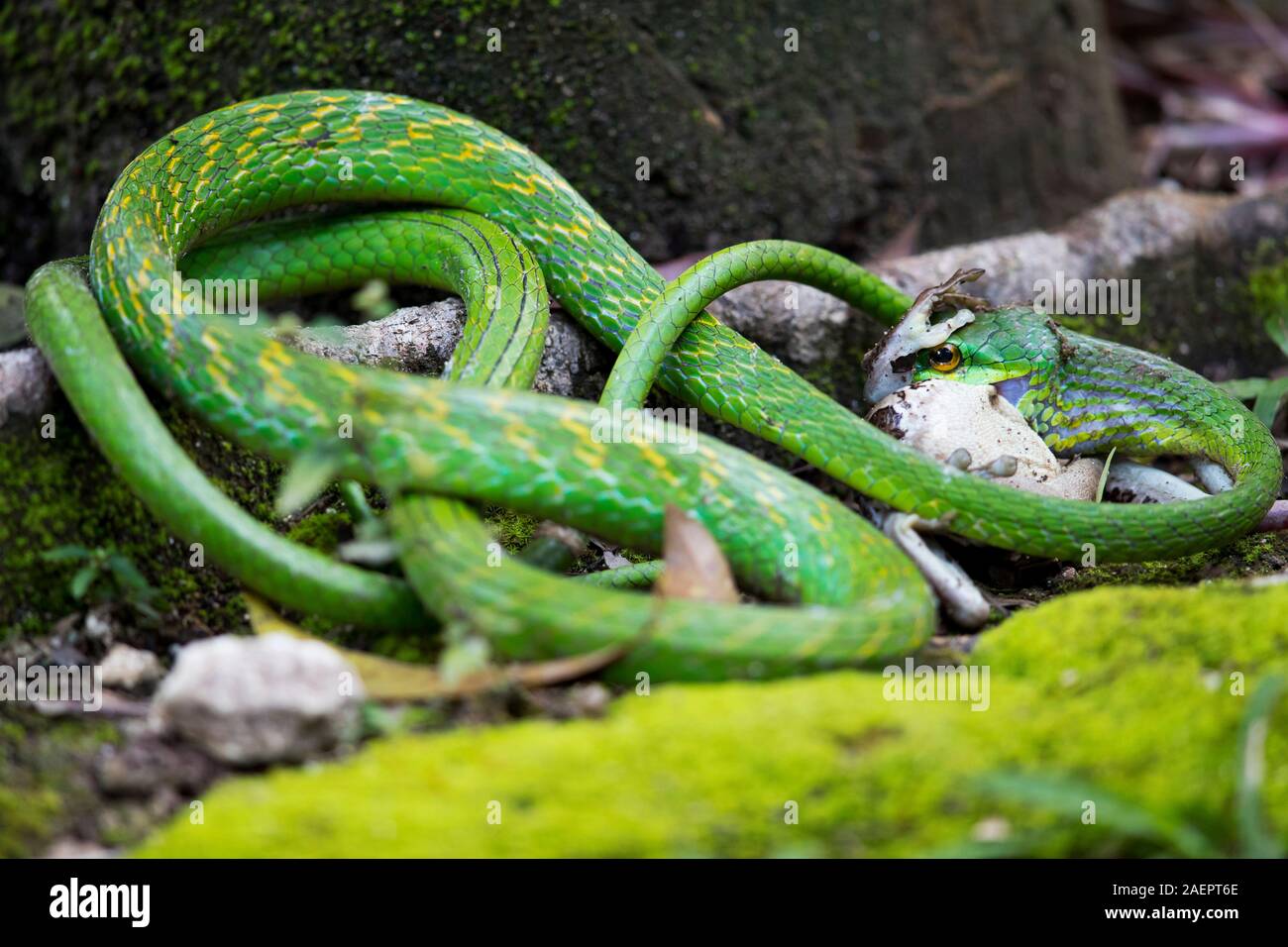 Parrot Snake Leptophis Ahaetulla High Resolution Stock Photography and ...