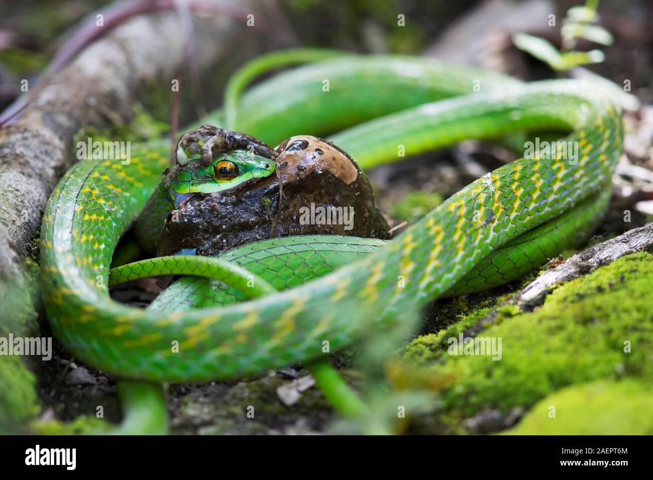 Parrot Snake Leptophis Ahaetulla High Resolution Stock Photography and ...