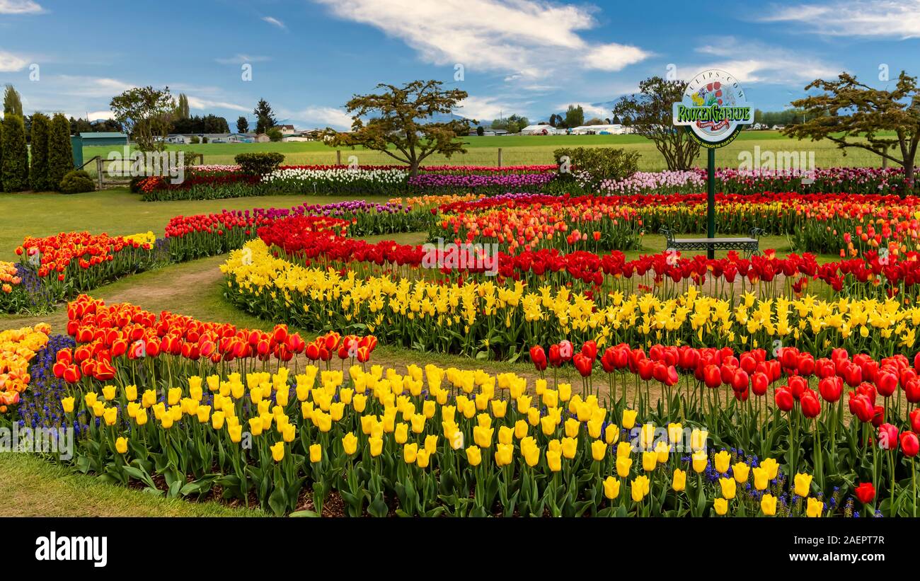 Tulip gardens at the Roozengaarde display Gardens near Mount Vernon ...