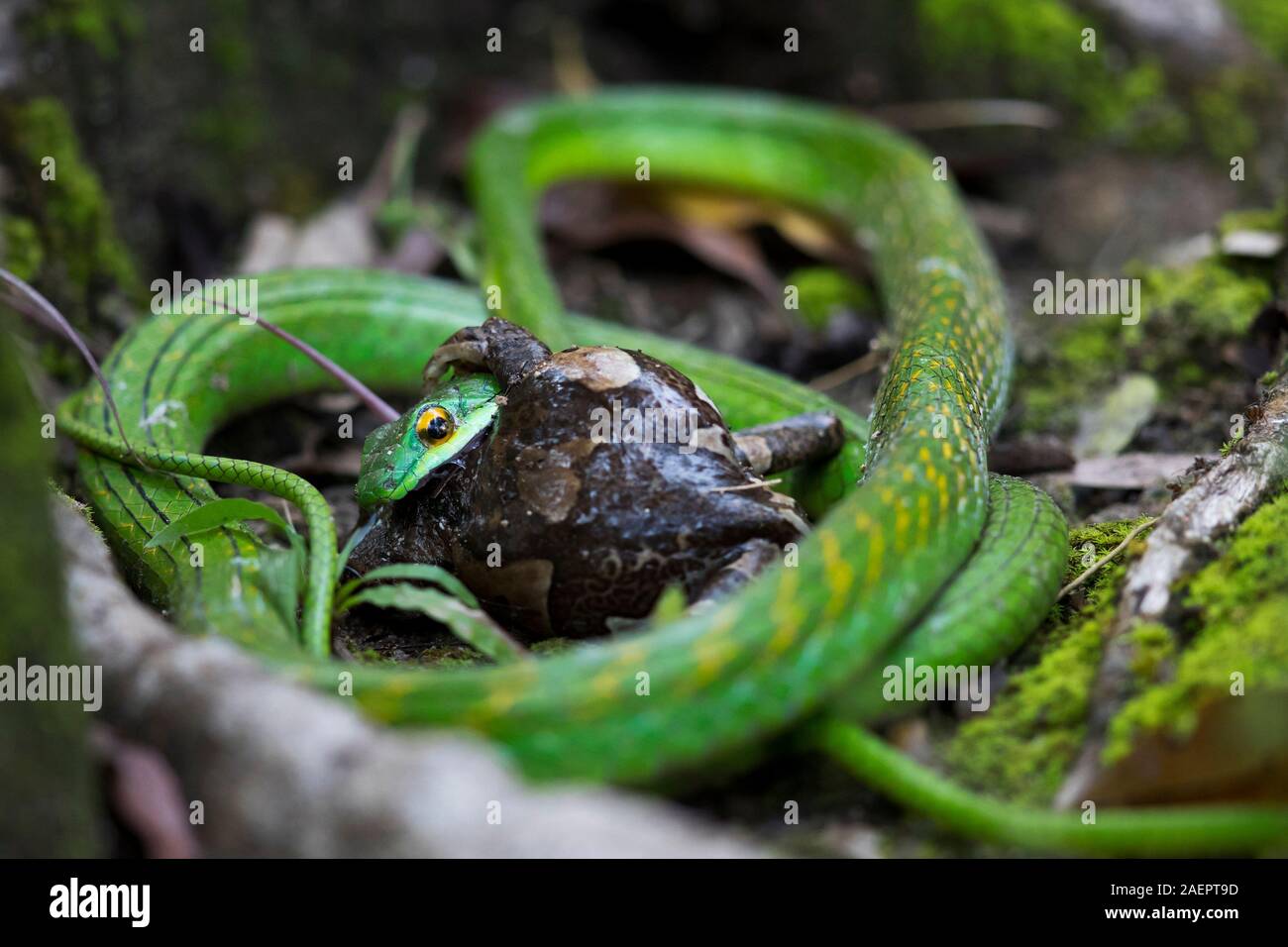 Parrot snake leptophis ahaetulla hi-res stock photography and images ...