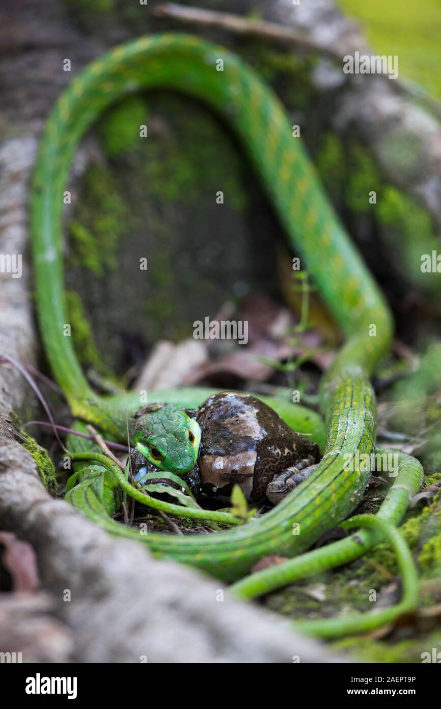 Parrot Snake Leptophis Ahaetulla High Resolution Stock Photography and ...