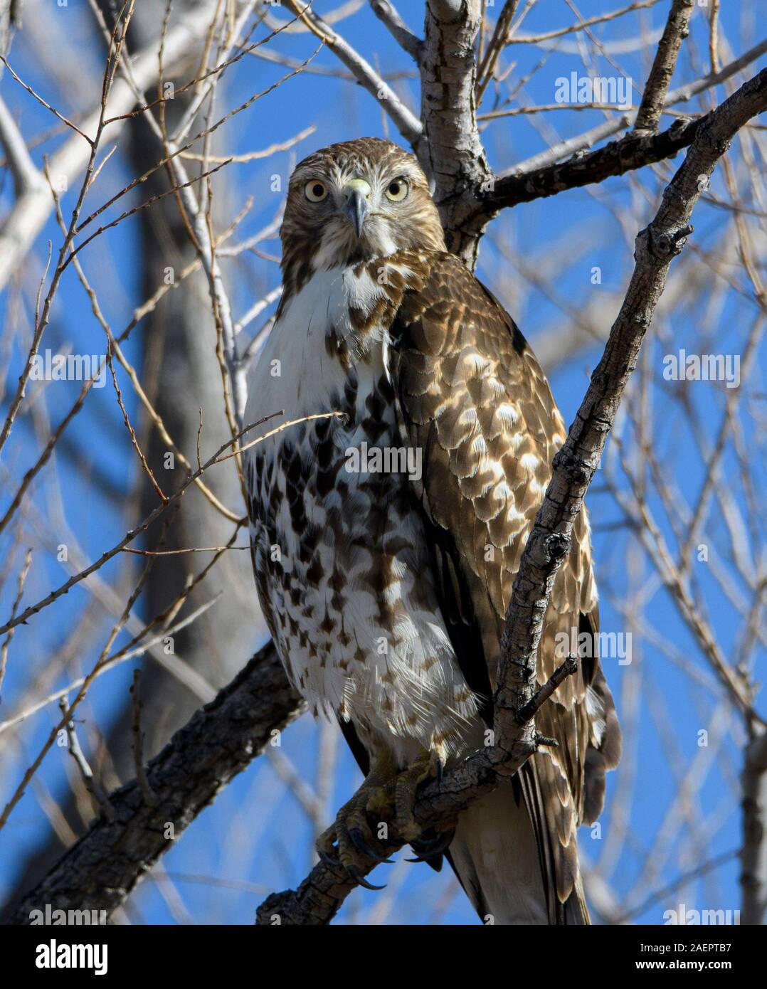 Red tailed hawk in a tree staring down at the camera Stock Photo - Alamy
