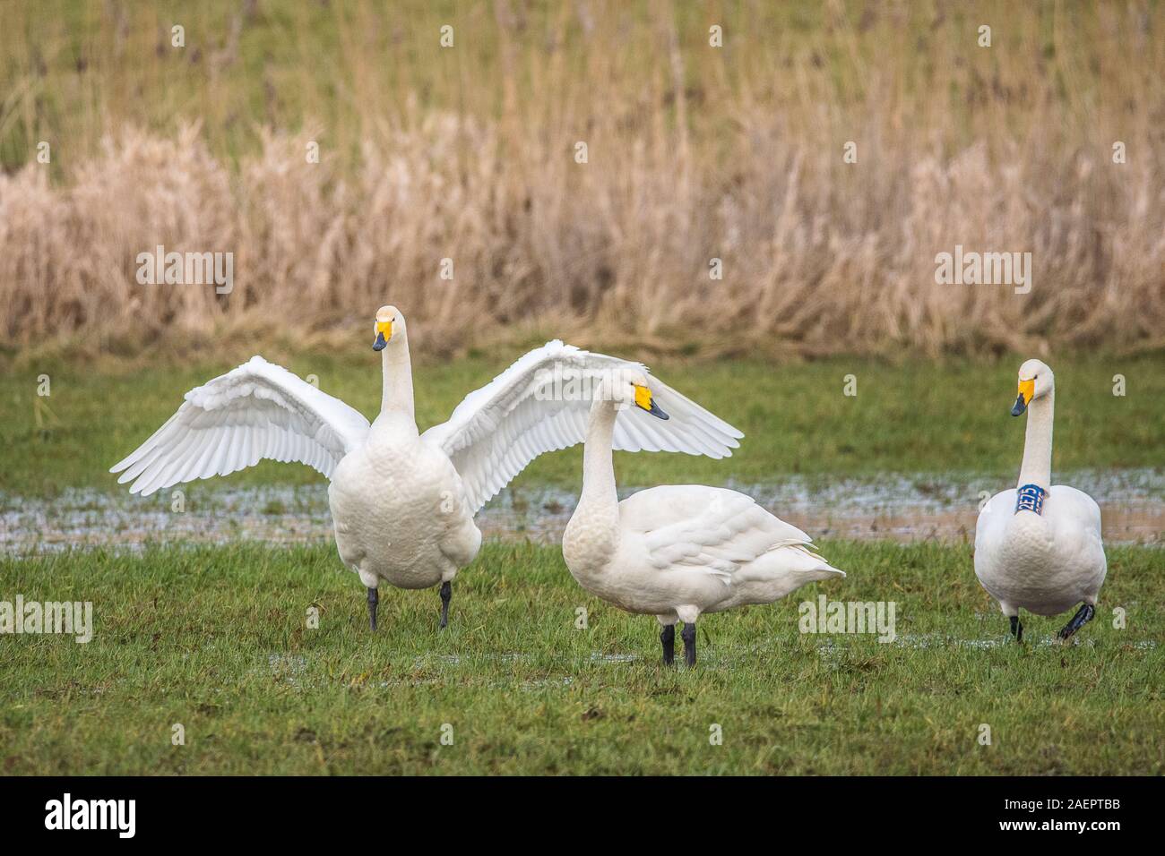 Singschwan (Cygnus cygnus) whooper swan • Bayern, Deutschland Stock ...