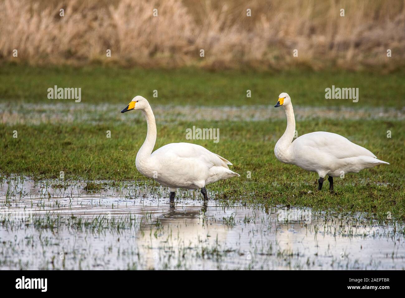 Singing swan hi-res stock photography and images - Alamy