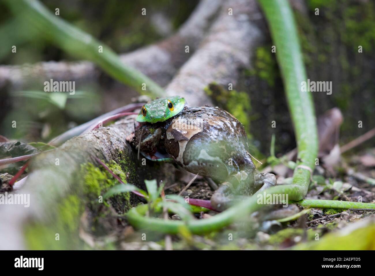 Parrot snake leptophis ahaetulla hi-res stock photography and images ...