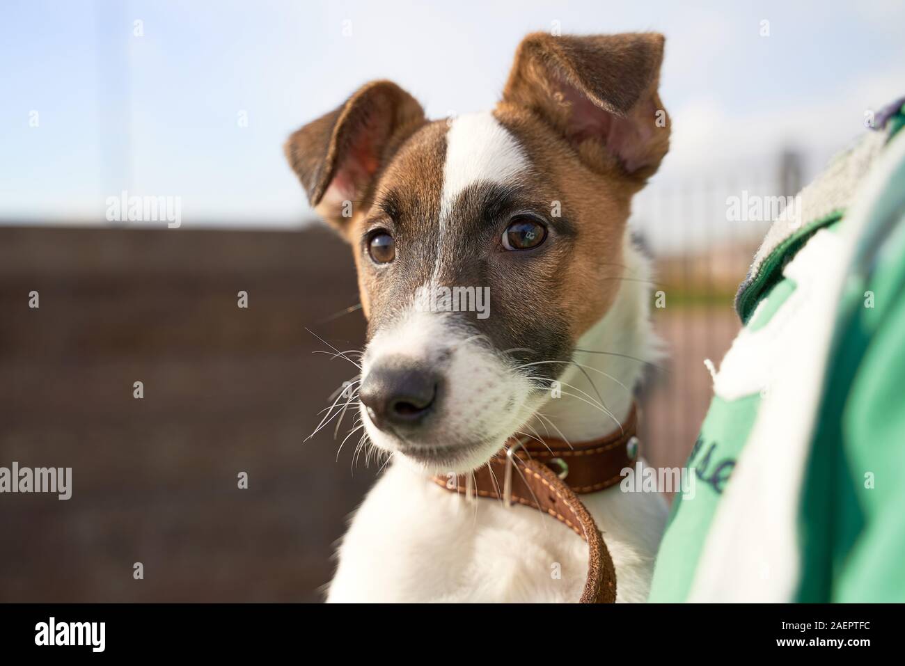 small cute puppy Russell Terrier sits on hands Stock Photo - Alamy