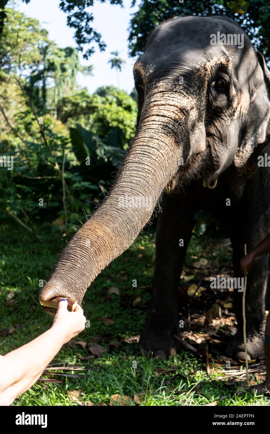 Feeding from the hands of a young Indian elephant Stock Photo - Alamy