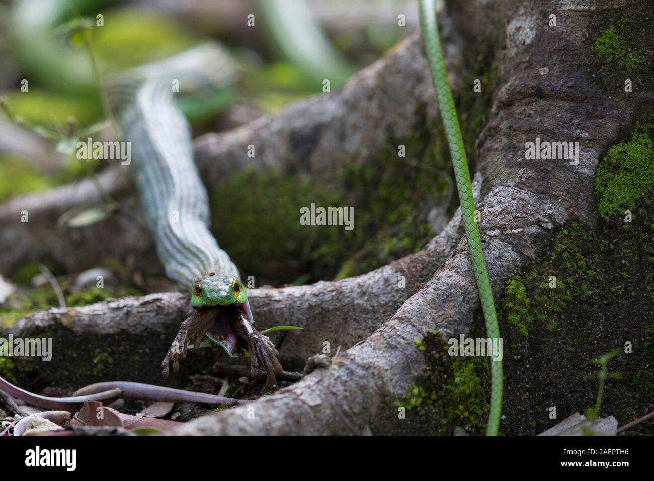 Parrot snake leptophis ahaetulla hi-res stock photography and images ...