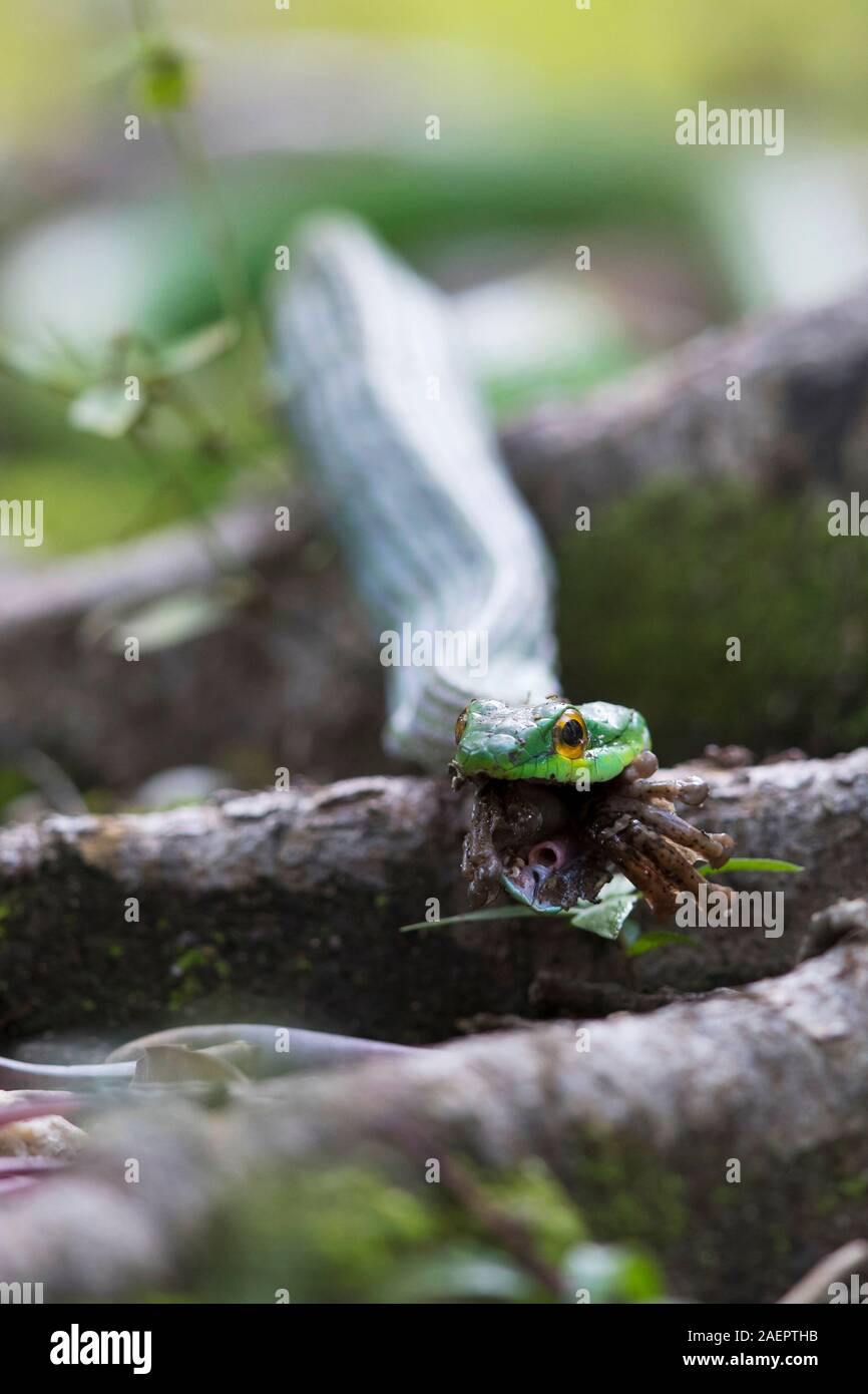 Parrot Snake Leptophis Ahaetulla High Resolution Stock Photography and ...