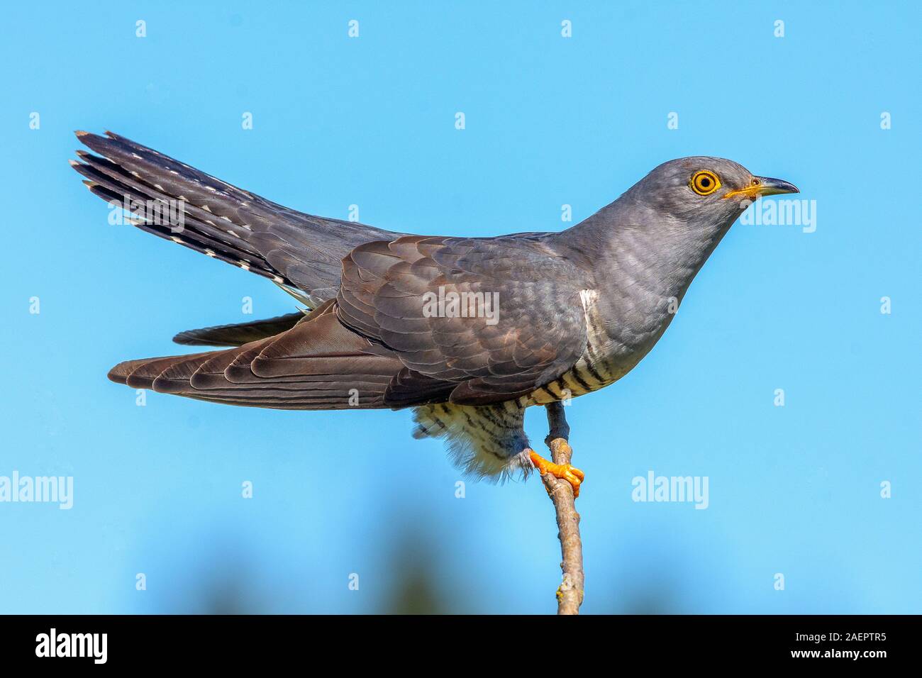 Kuckuck, Jungvogel (Cuculus canorus) Young Common Cuckoo • Bayern ...