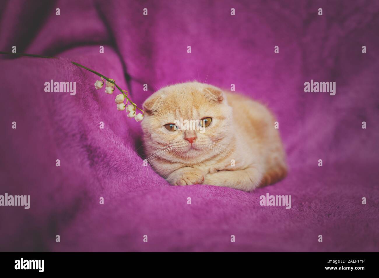 Maroon cat hi-res stock photography and images - Alamy