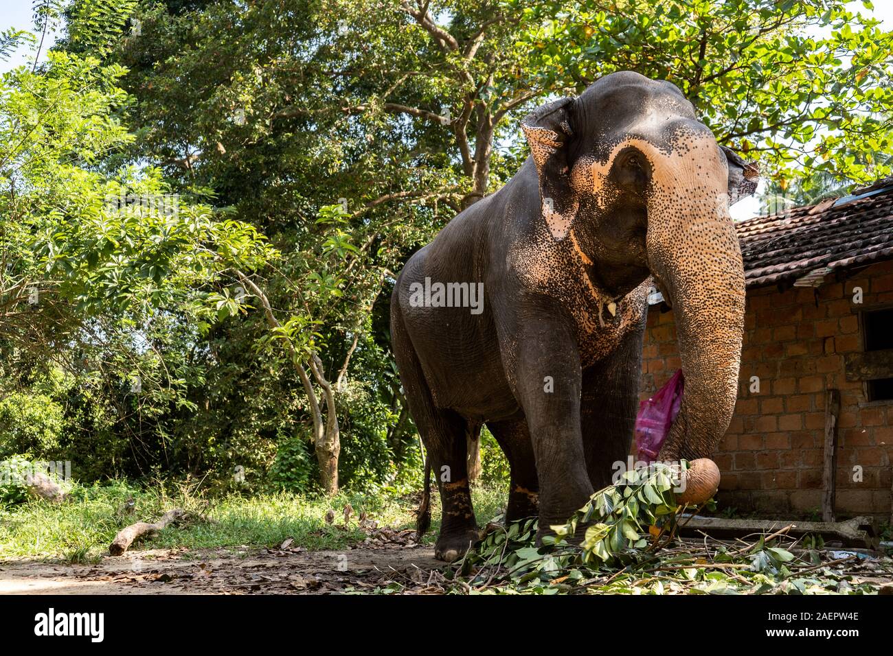 Eats tree hi-res stock photography and images - Alamy