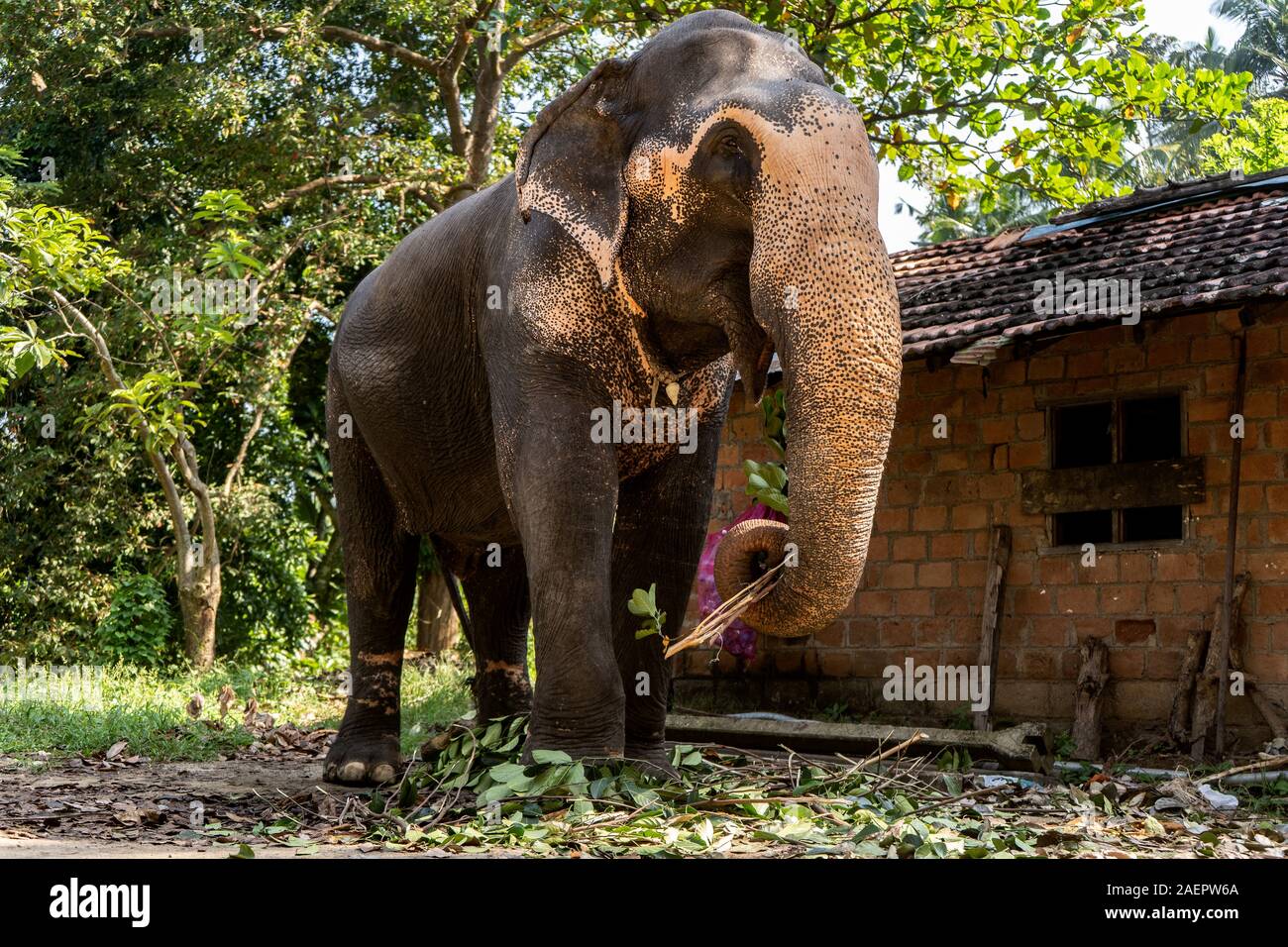 Indian elephant eats tree branches in the park near the hut Stock Photo ...