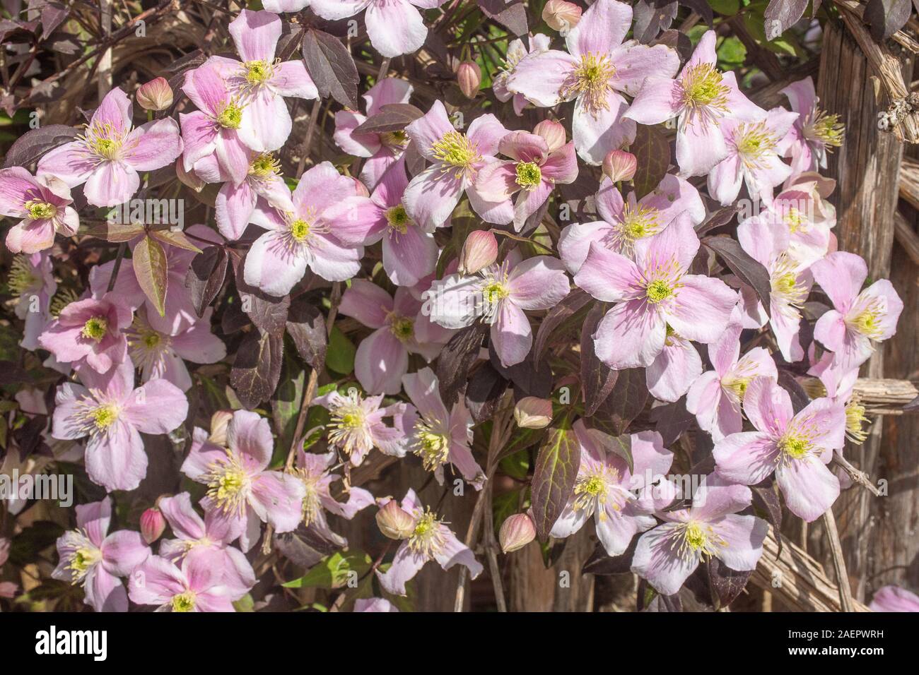 Dehner Blumenpark • Ldkr.Donau-Ries, Schwaben, Bayern, Deutschland ...