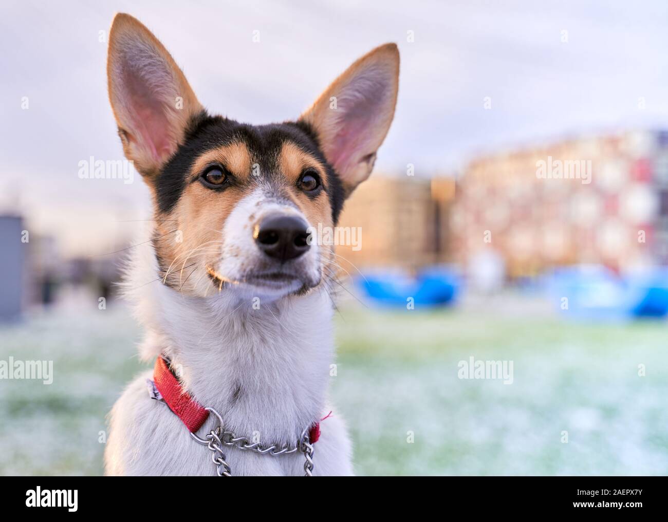 spotted puppy red-black color cute face big ears Stock Photo - Alamy