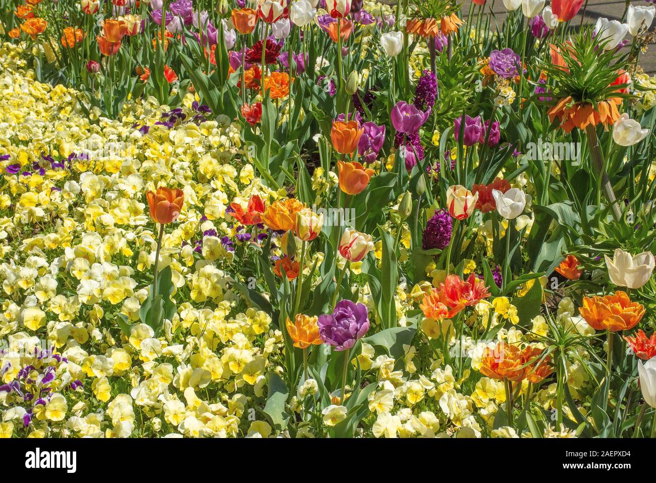 Blumen im Blumenpark • Ldkr.Donau-Ries, Schwaben, Bayern, Deutschland ...