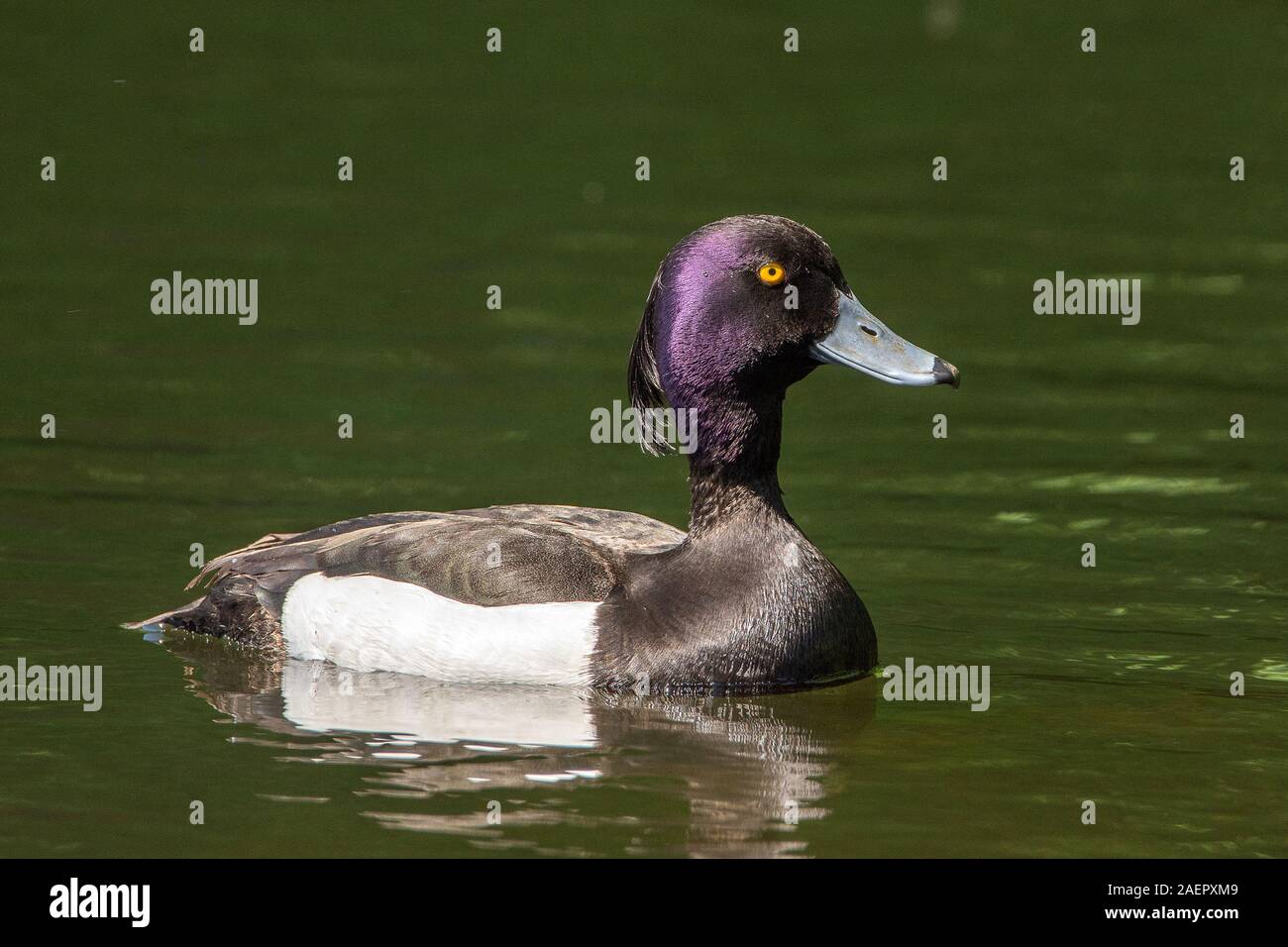 Reiherente, Männchen (Aythya fuligula) Tufted Duck, male • Bayern ...