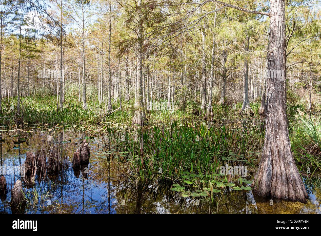 Swamp water hi-res stock photography and images - Alamy