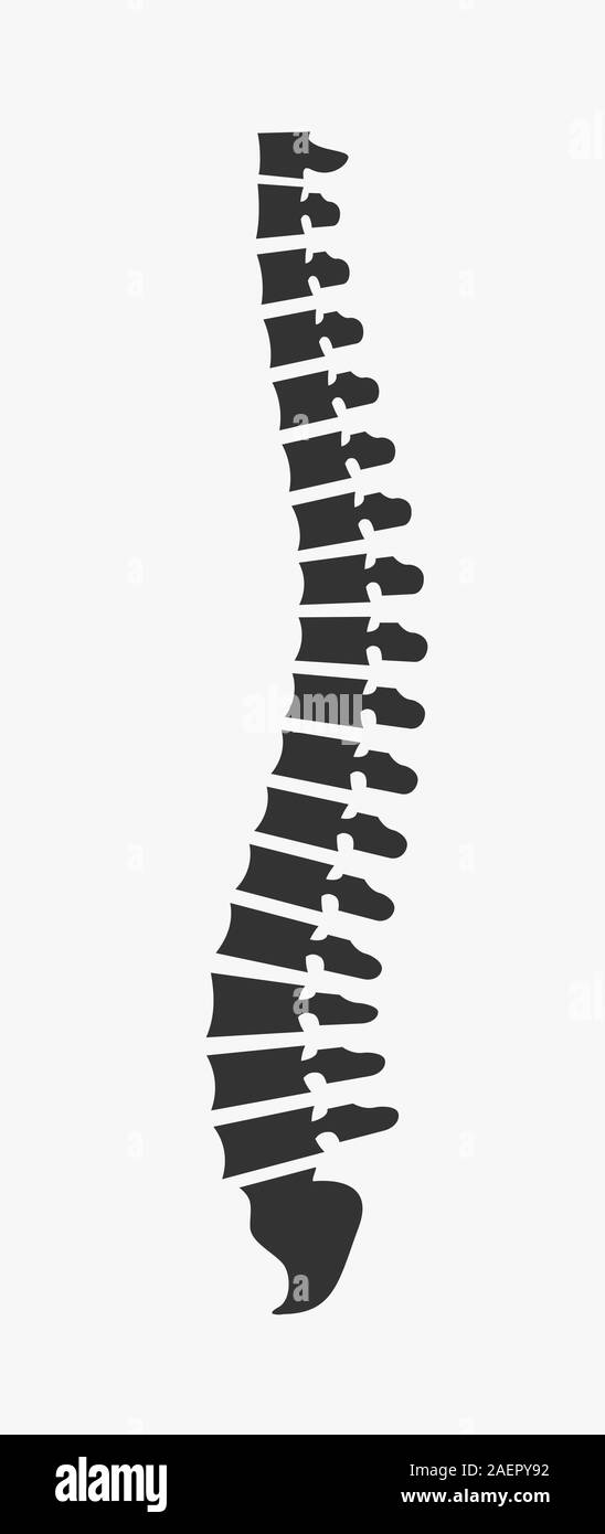 Anatomical anatomy backbone background Black and White Stock Photos ...