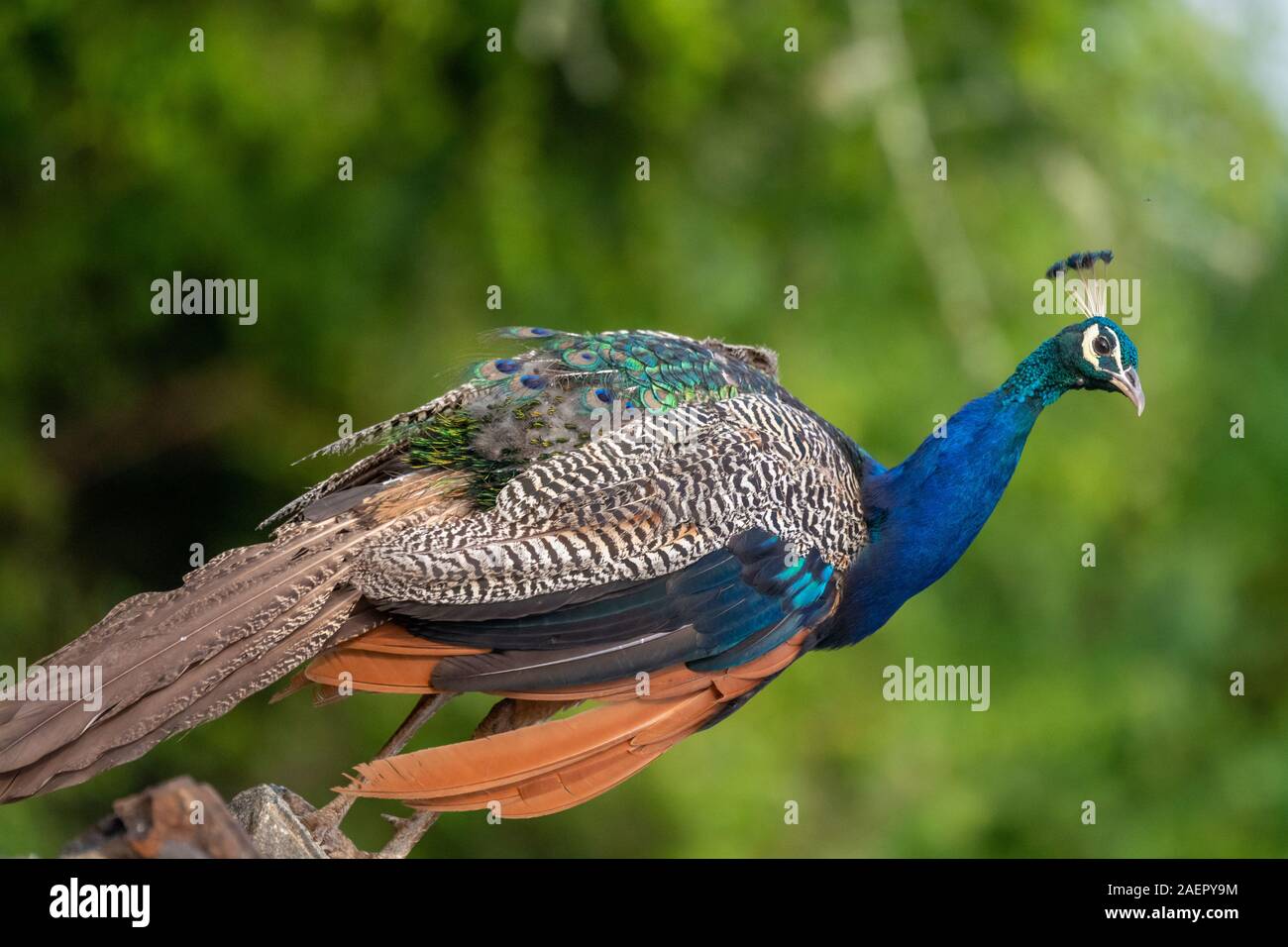 Peacock on Rock at Masinagudi Tamilnadu India Stock Photo - Alamy