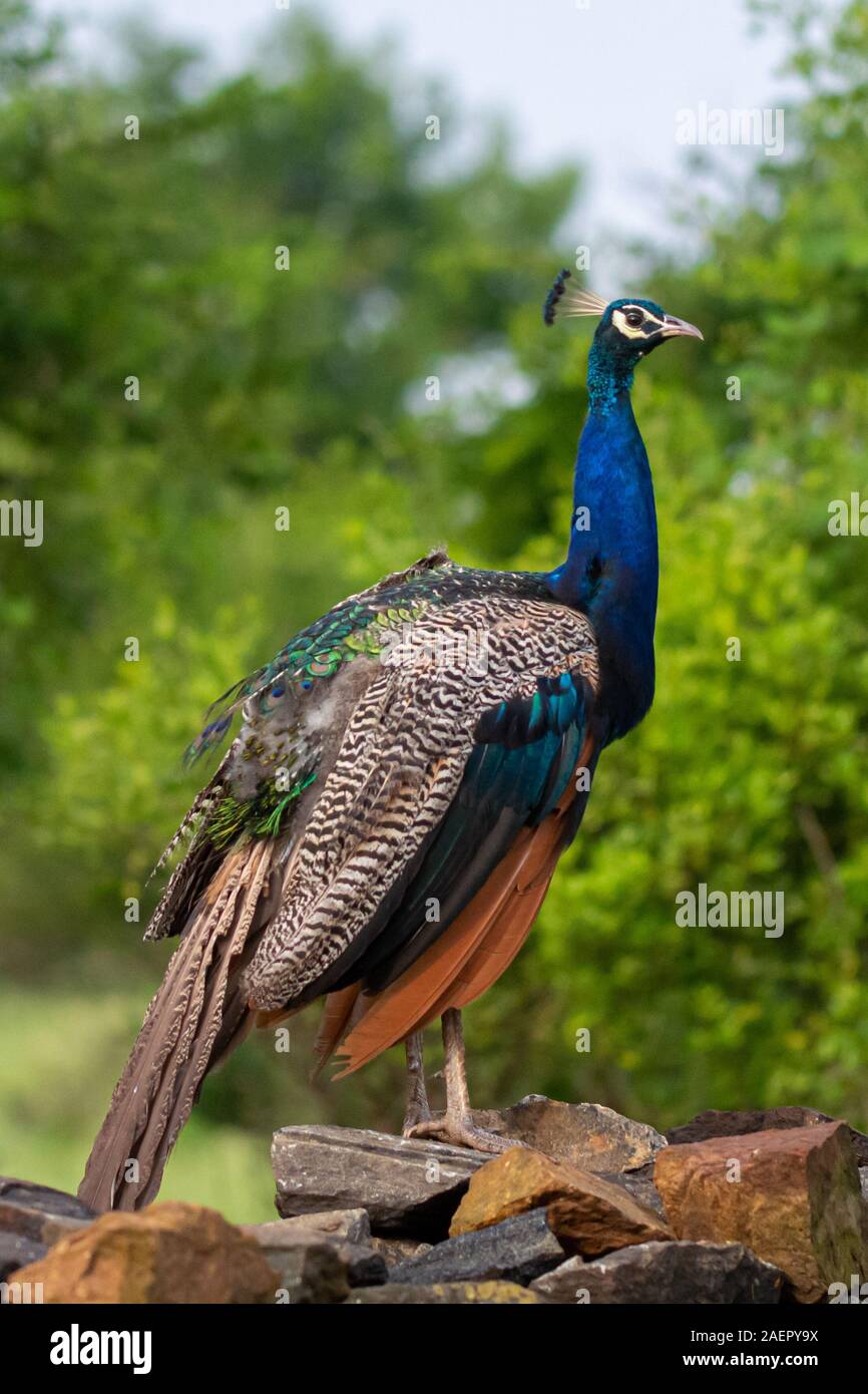 Peacock on Rock at Masinagudi Tamilnadu India Stock Photo - Alamy