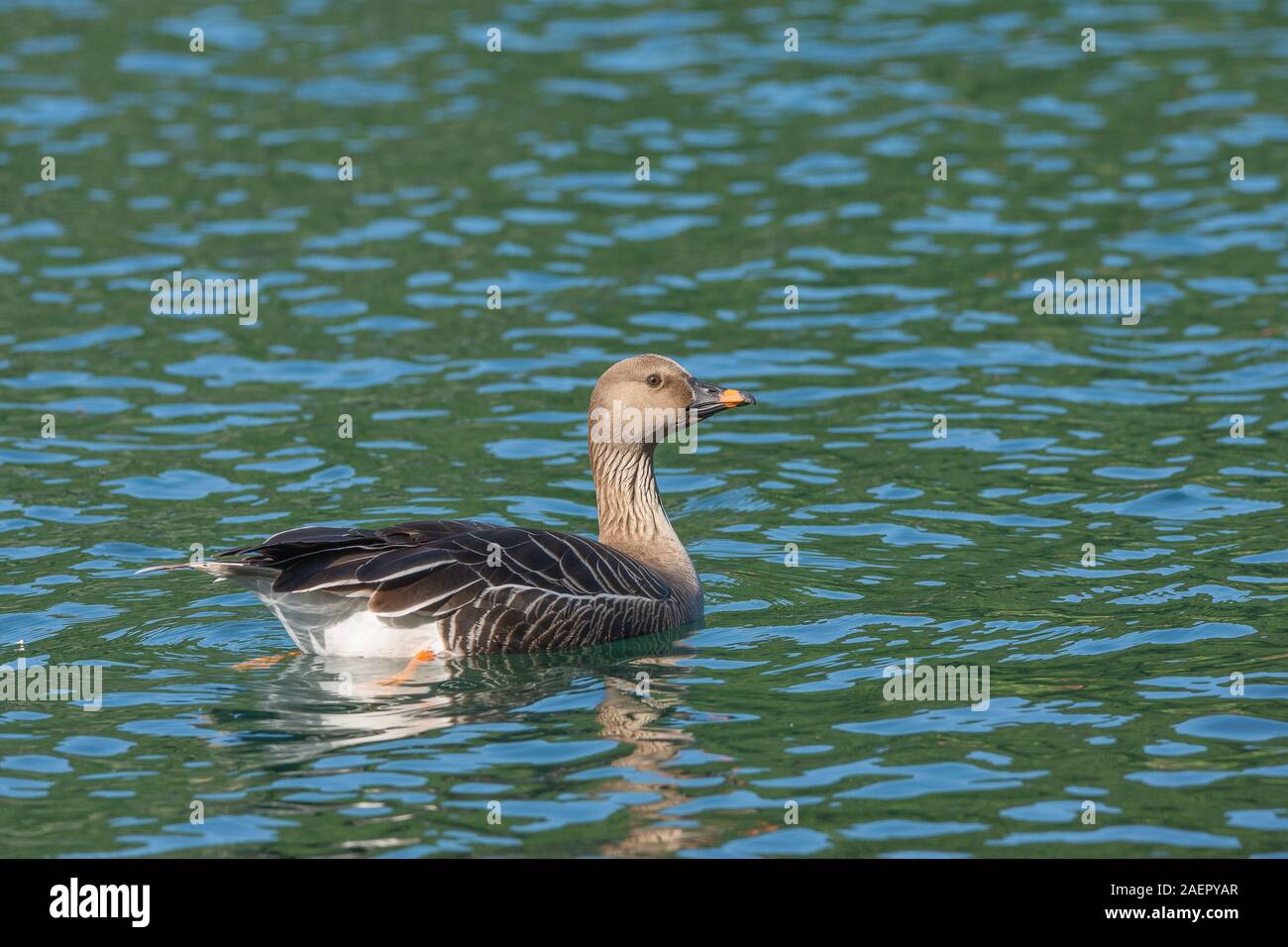Tundrasaatgans (Anser fabalis rossicus) Bean Goose • Baden-Württemberg ...