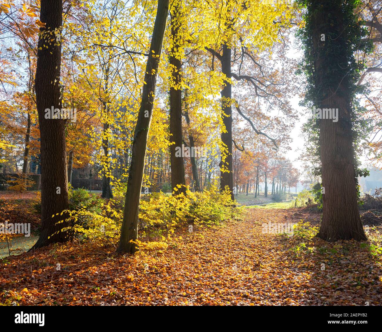 Ditch in the forest hi-res stock photography and images - Alamy