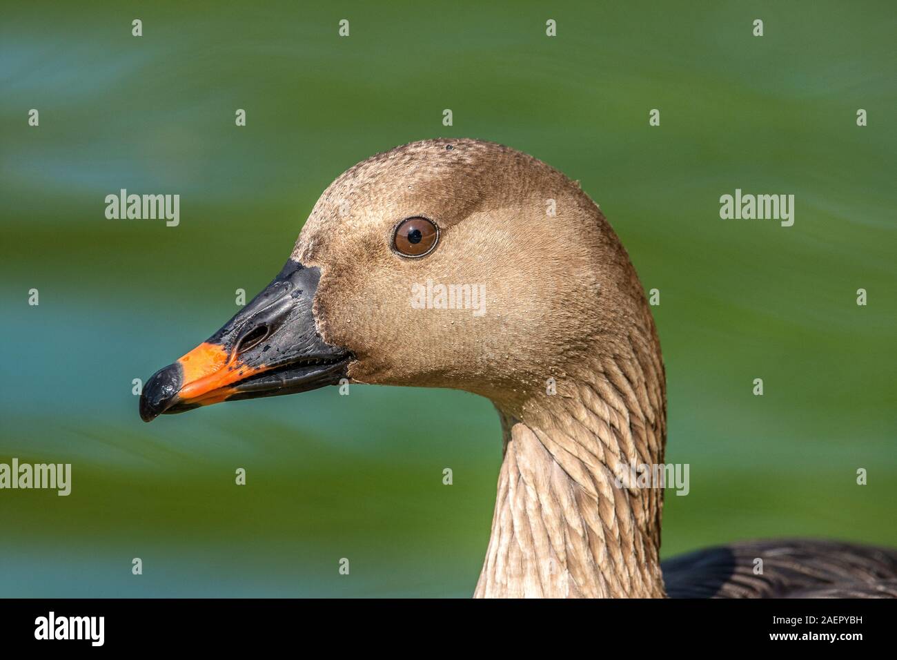 Tundrasaatgans (Anser fabalis rossicus) Bean Goose • Baden-Württemberg ...