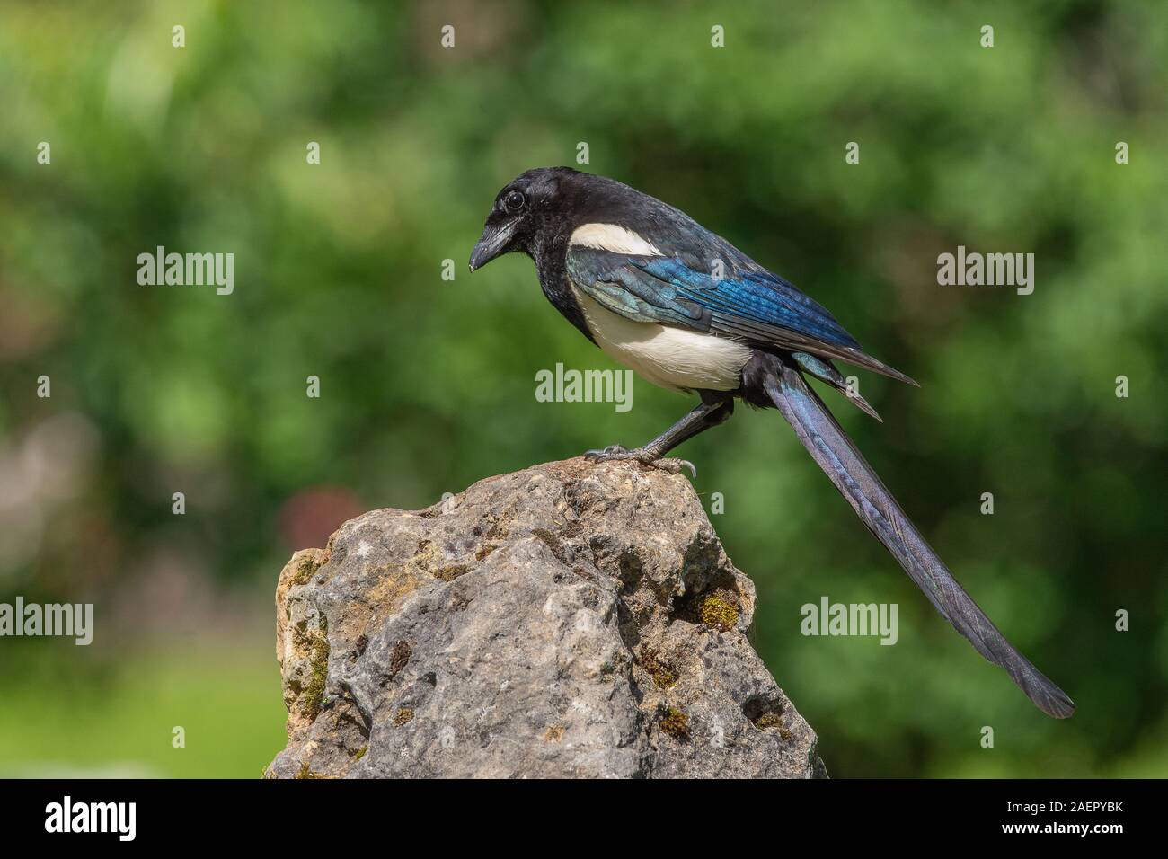 Elster baden hi-res stock photography and images - Alamy
