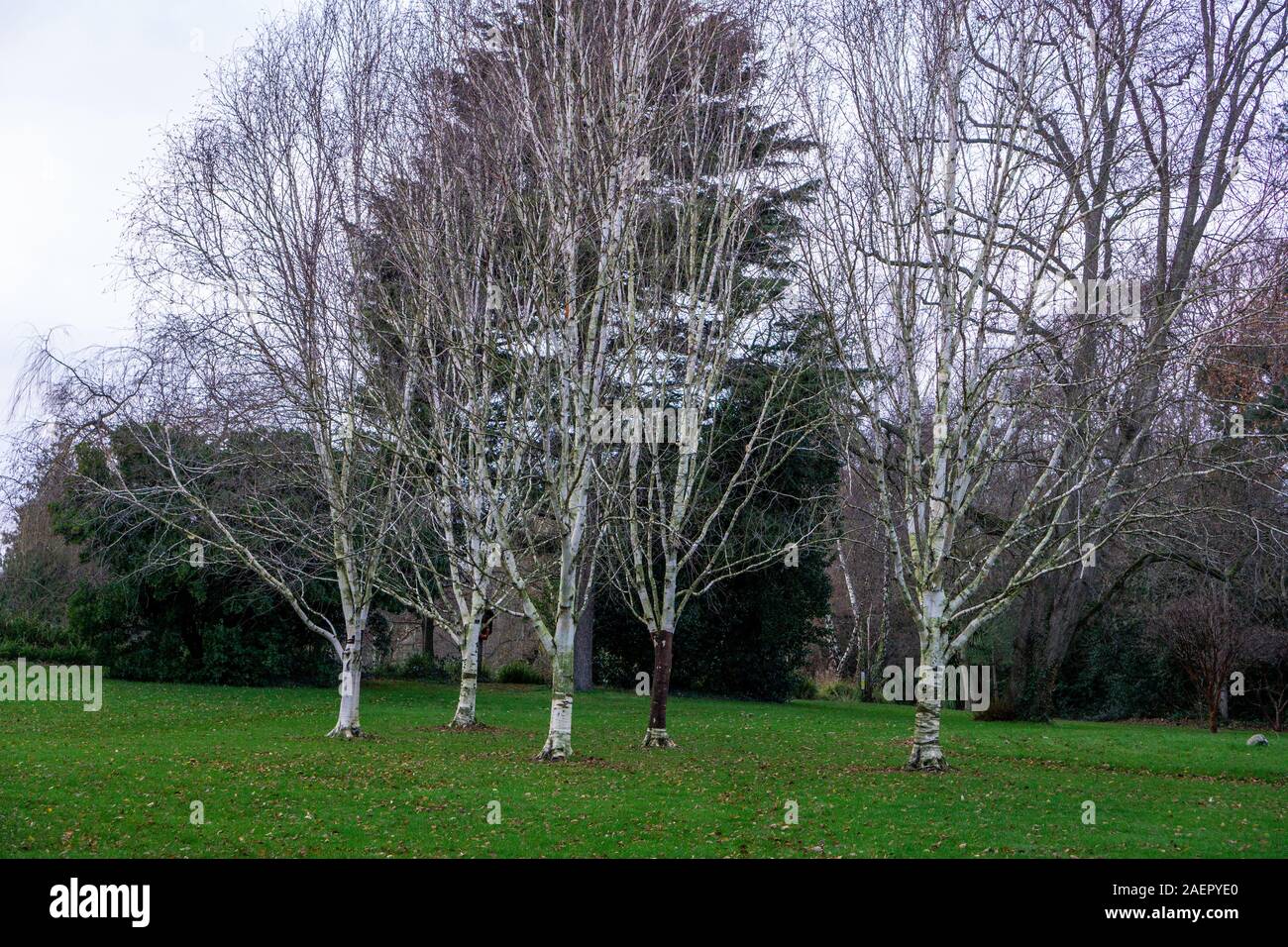 A copse of silver birch trees in December Stock Photo - Alamy