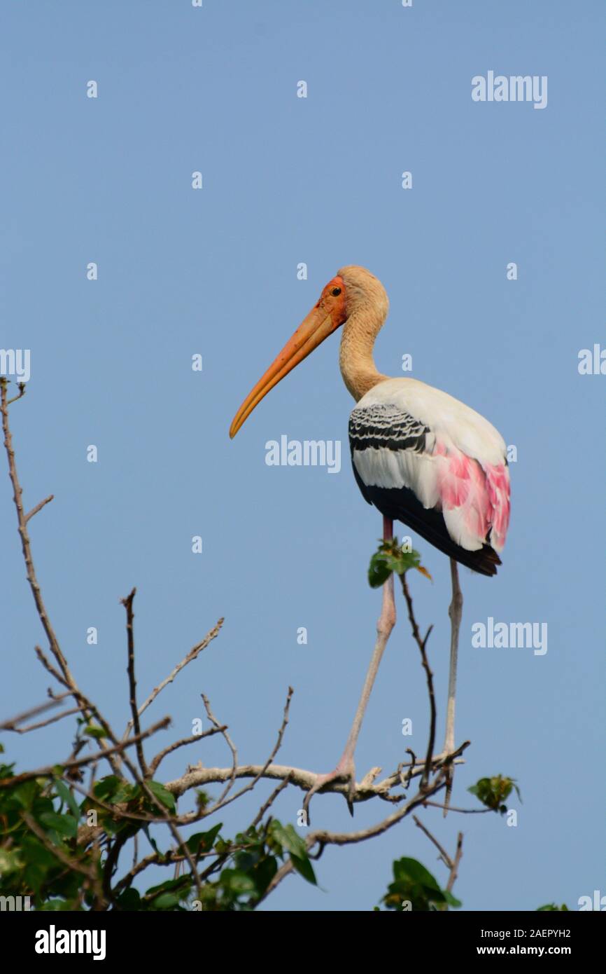 Painted Stork at Kokkarebellur Karnataka India Stock Photo - Alamy