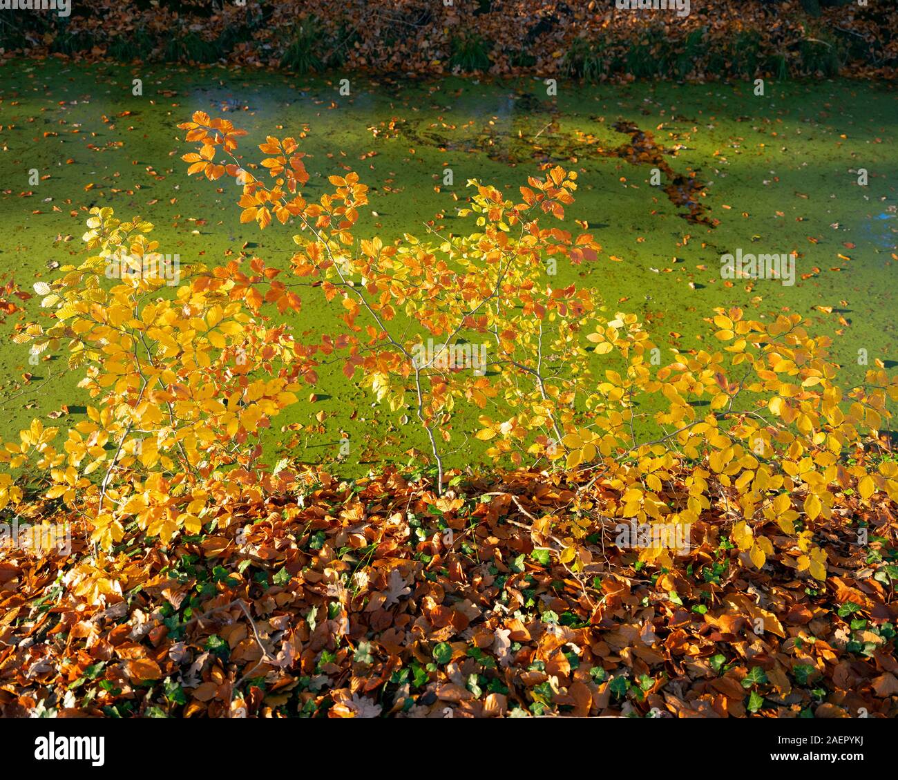 autumn leaves and duckweed on ditch in fall forest near utrecht in the ...