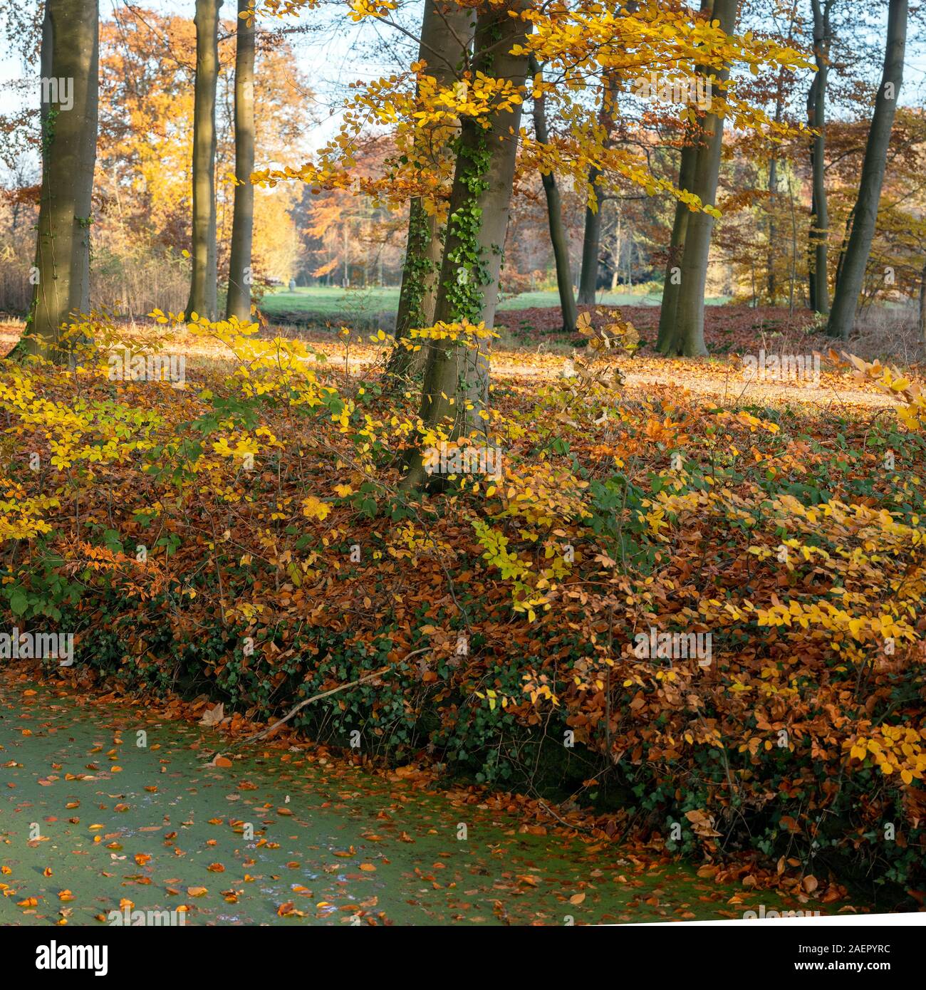 Ditch in the forest hi-res stock photography and images - Alamy