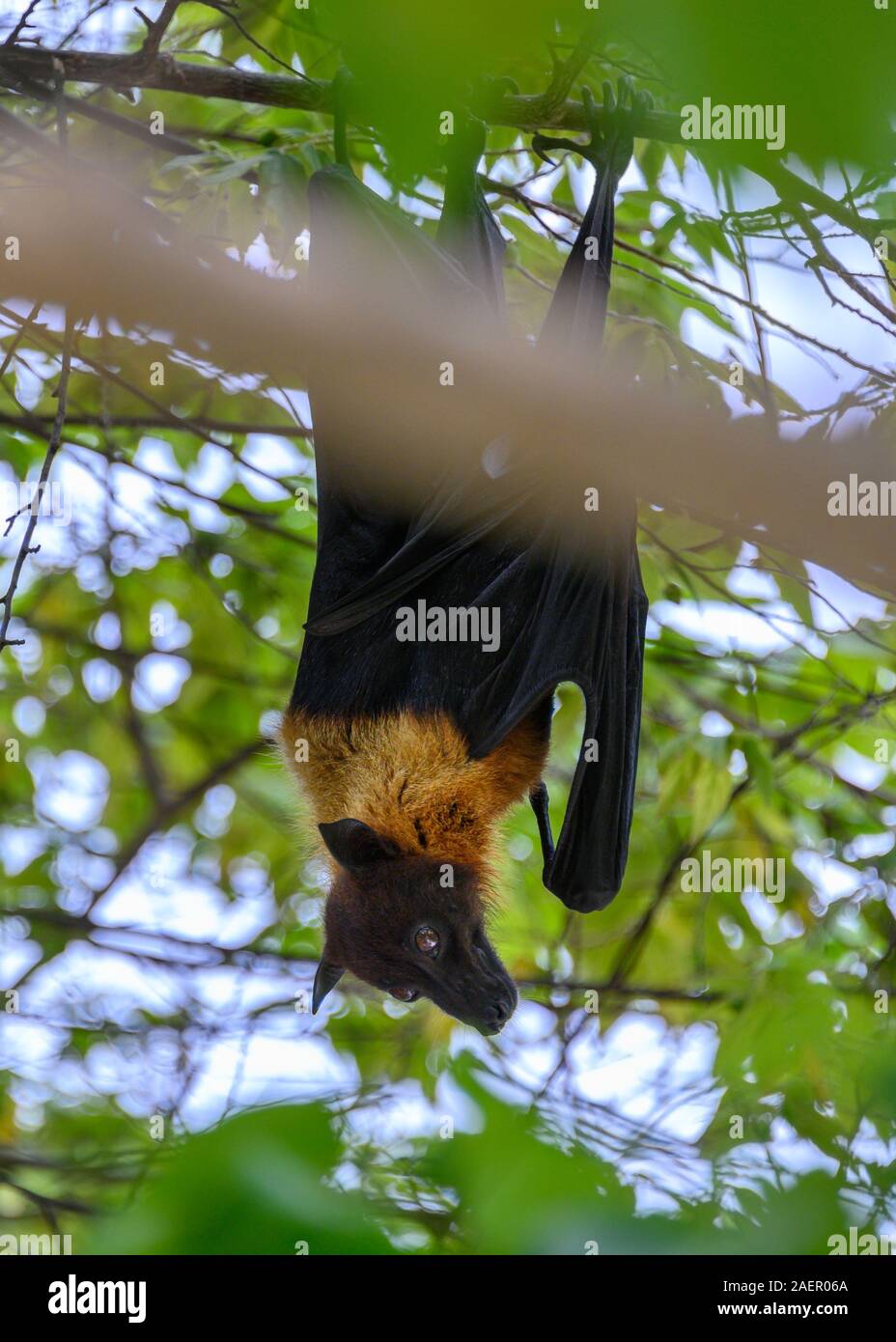 Fruit Bat, Vilamendhoo, Maldives Stock Photo - Alamy