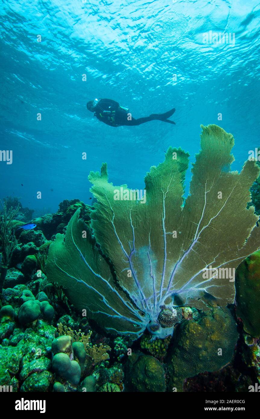 Purple sea fan on coral reef at Bonaire Island Stock Photo - Alamy