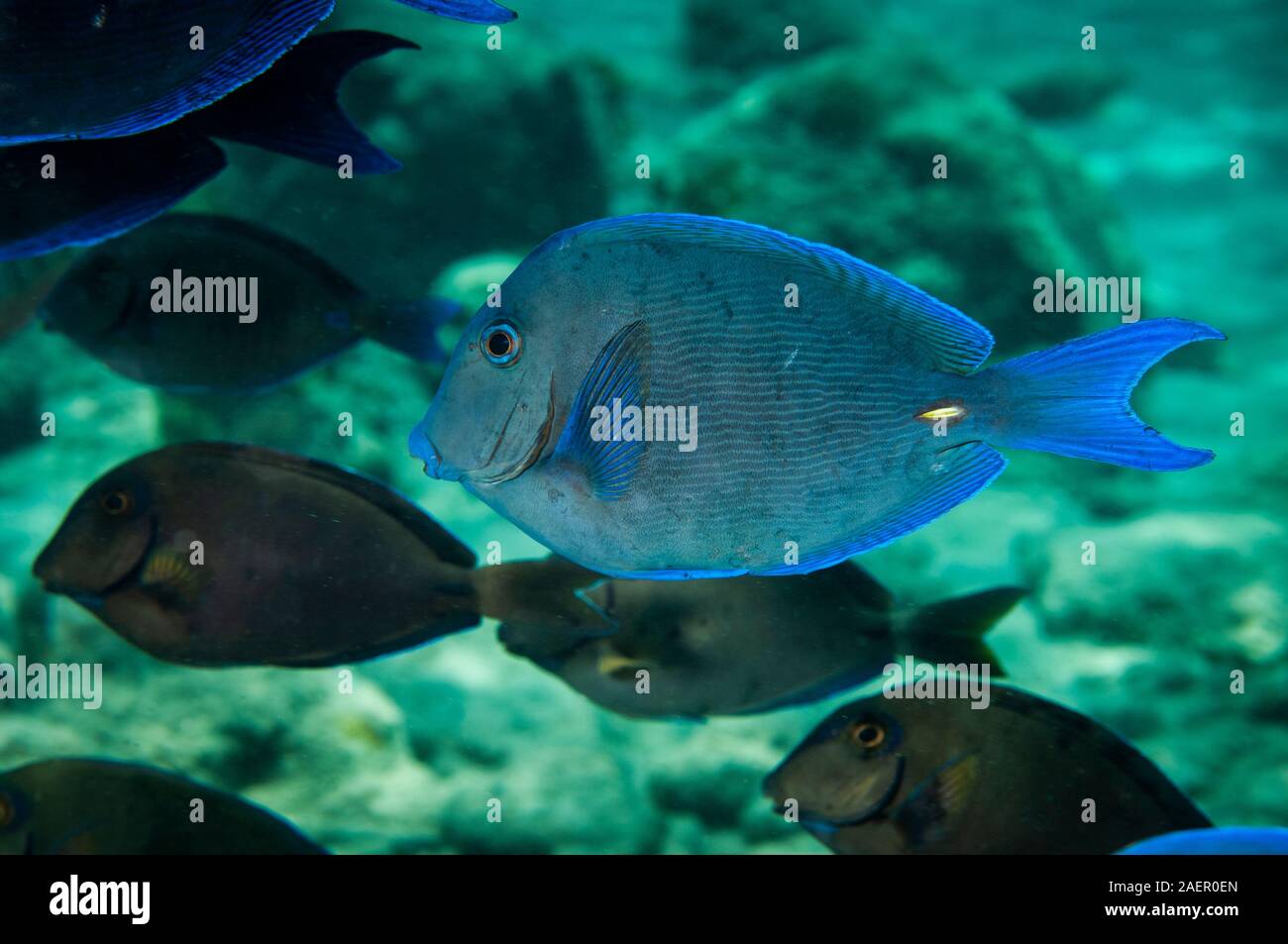 Beautiful multi colored fish swim hi-res stock photography and images ...
