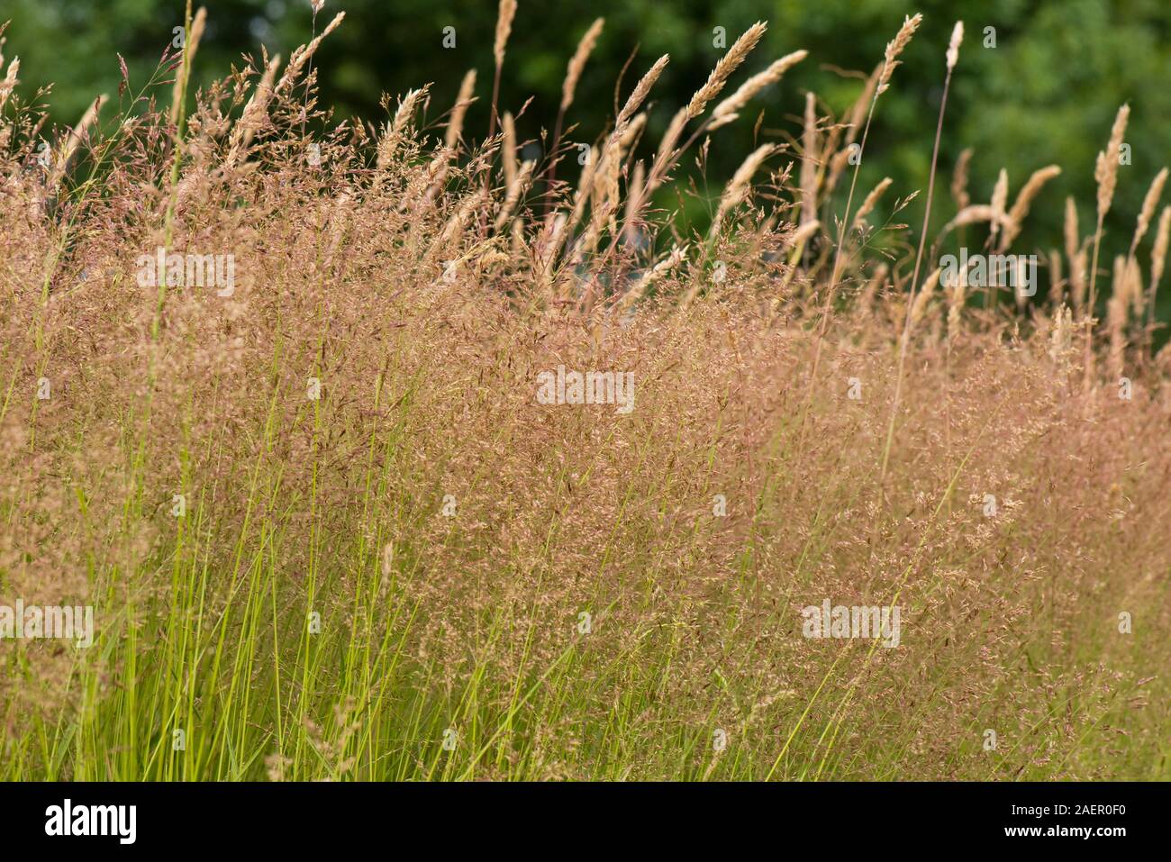 Agrostis Capillaris High Resolution Stock Photography and Images - Alamy
