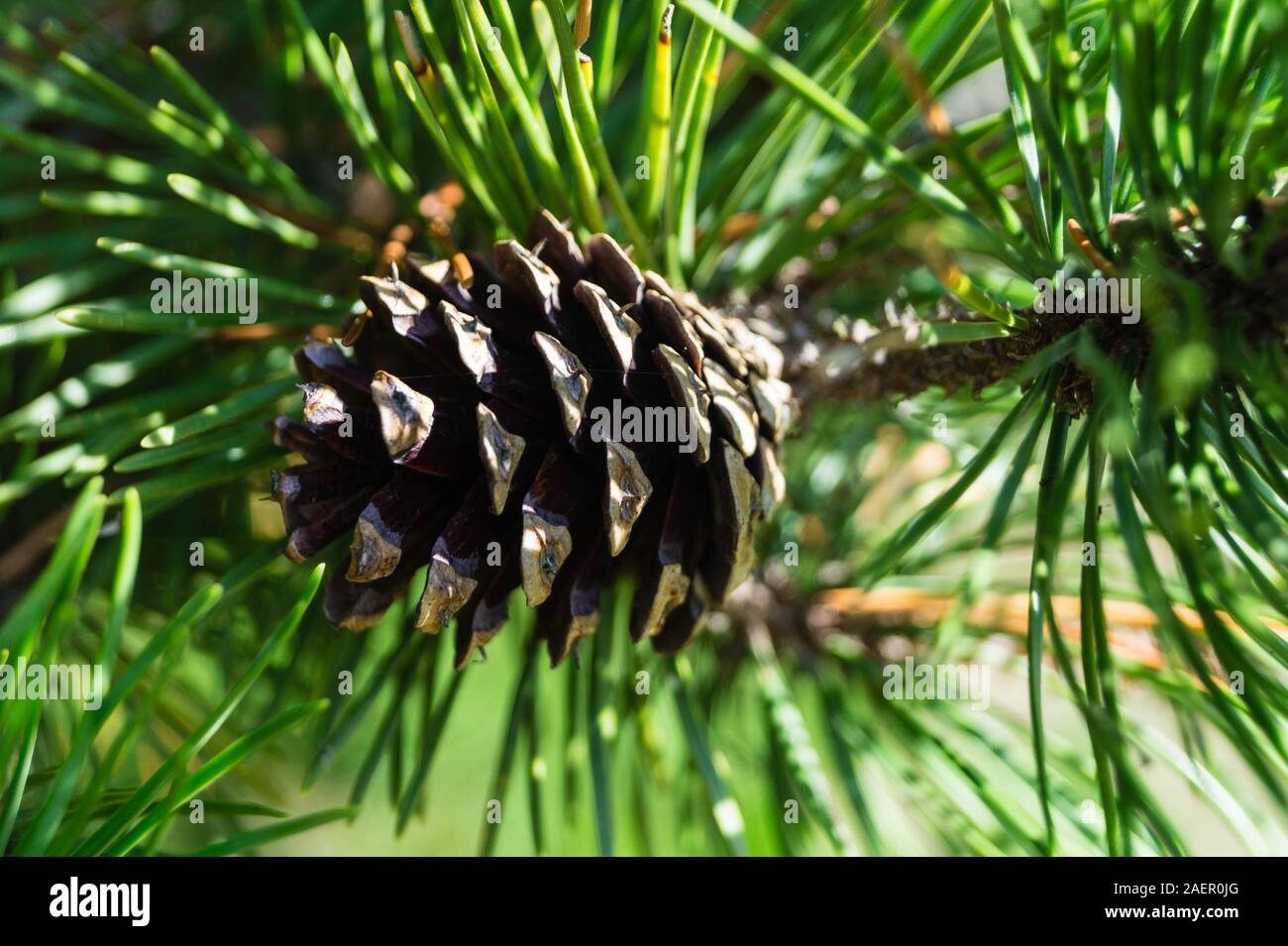 the Evergreen fir pinus sylvestris Stock Photo - Alamy