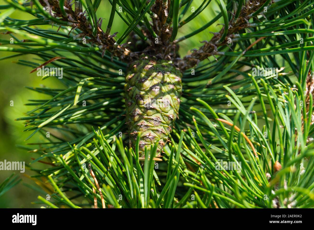the Evergreen fir pinus sylvestris Stock Photo - Alamy