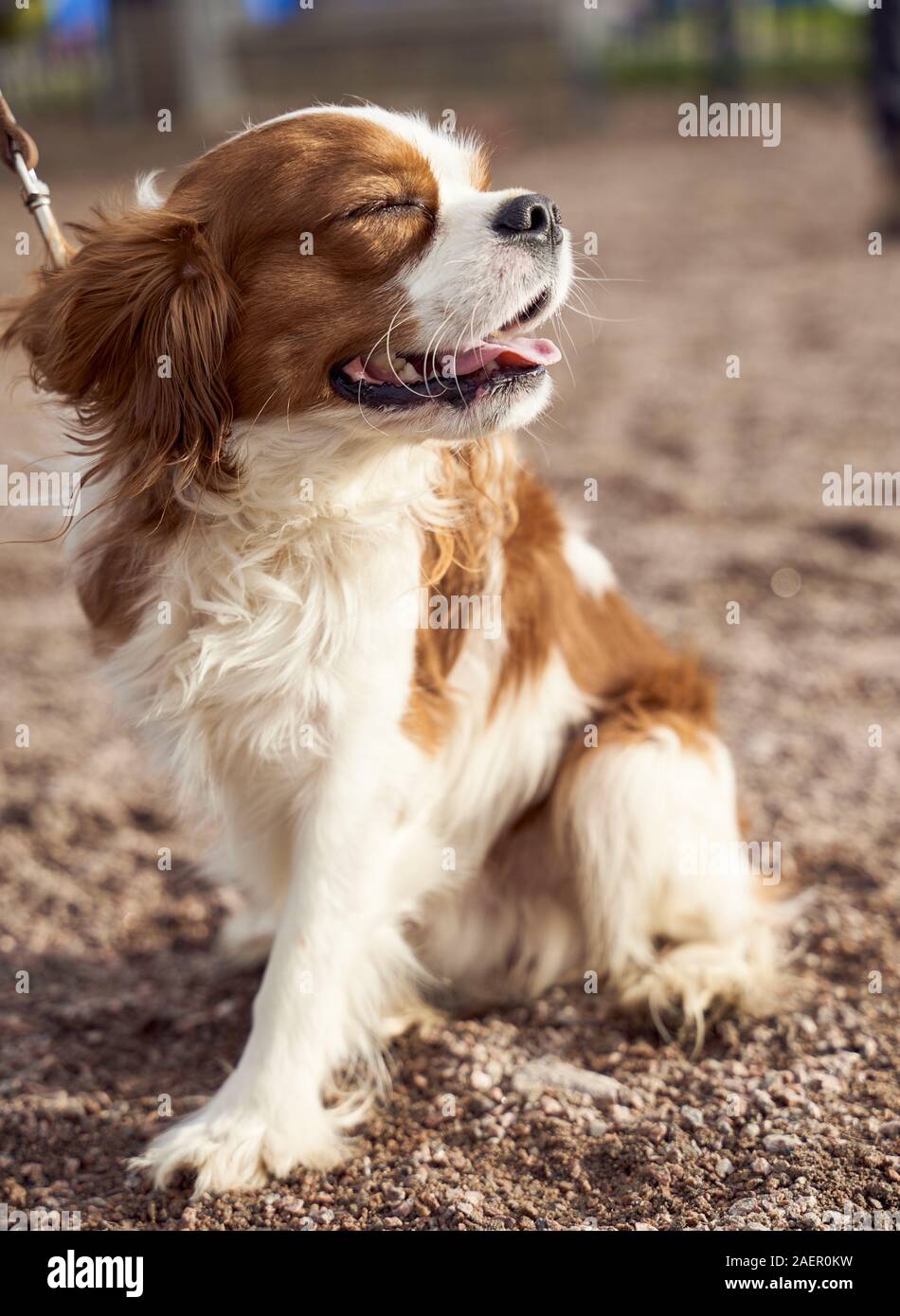 spotted red Spaniel with long curly ears sits Stock Photo - Alamy
