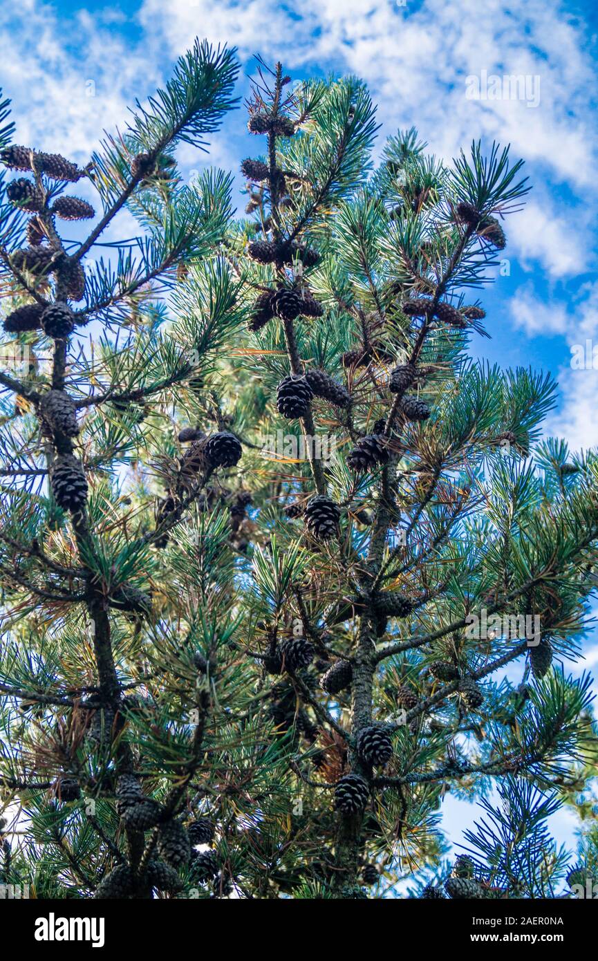 the Evergreen fir pinus sylvestris Stock Photo - Alamy