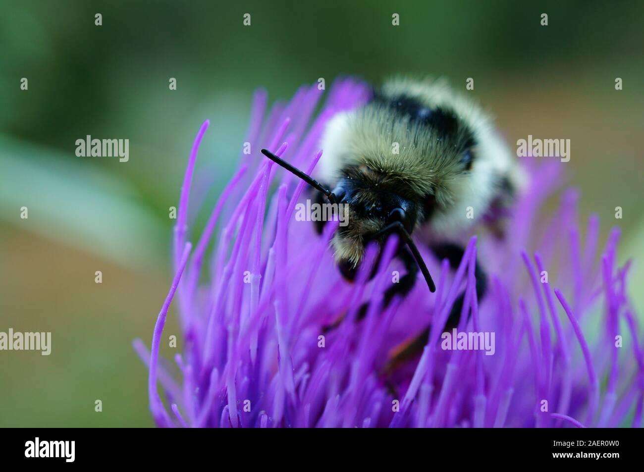 The photograph of the bumblebee in a field of colors. Colored natural ...