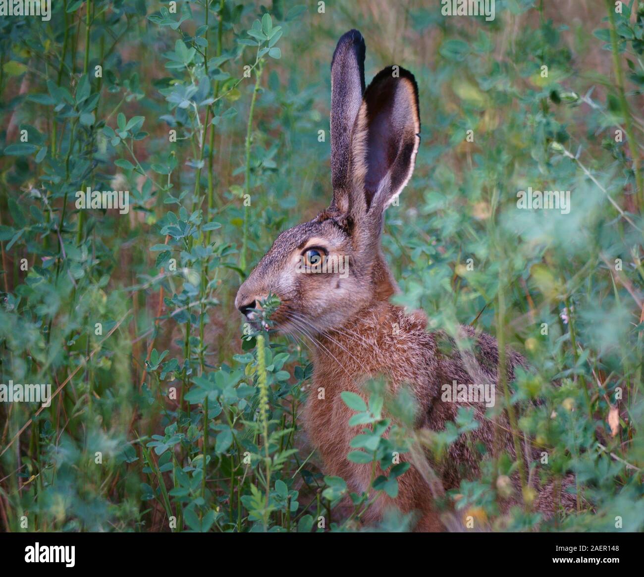Animals of the steppe hi-res stock photography and images - Alamy