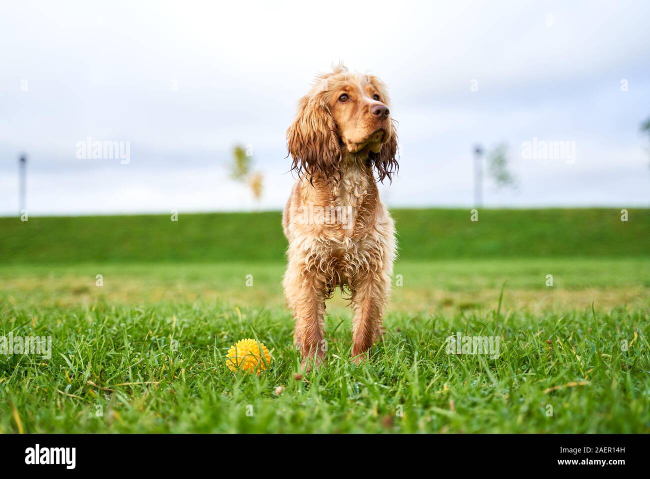 Cocker spaniel ginger hi-res stock photography and images - Alamy